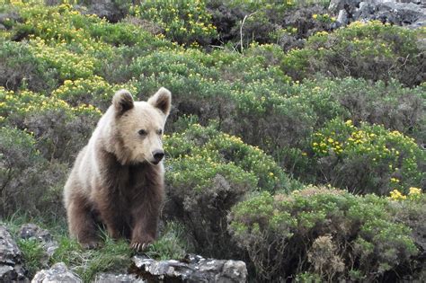 Dónde Ver Osos En Asturias Muniellos Somiedo Y Proaza Guía Repsol Guía Repsol