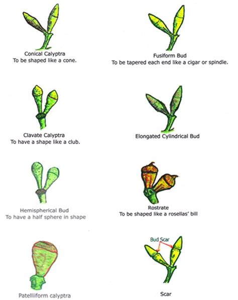 Eucalyptus Identification The Bible Of Botany