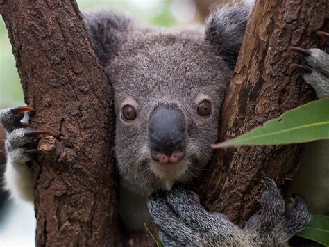 Koala Conservation Currumbin Wildlife Sanctuary