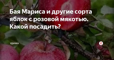 Бая Мариса и другие сорта яблок с розовой мякотью Какой посадить