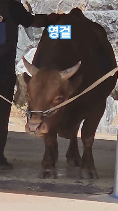 싸움소 영걸 18회차 출전대기 청도소싸움 예비출전 데뷔전 겜블 대박나길 Youtube