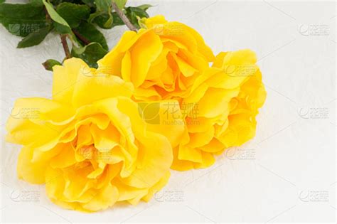 黄色 玫瑰 花朵 桌子 充满的 纺织品 夏天 仅一朵花 想法 花束