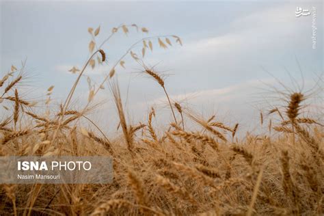 عکس برداشت مکانیزه گندم از مزارع رامهرمز