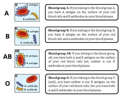 Blood Grouping Test Principle Procedure Result Biology Notes Online