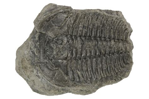85 Upper Cambrain Trilobite Elvinia British Columbia 212727