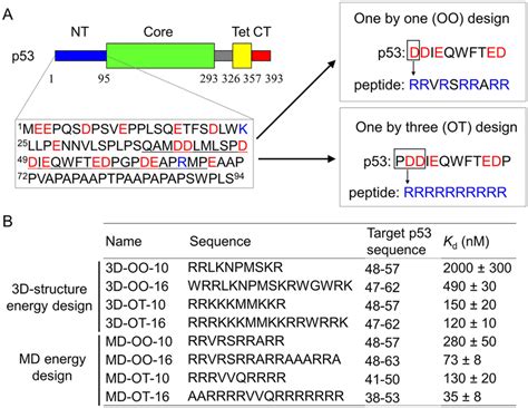 Peptide Design Scheme And Binding Properties Of The Designed Peptides