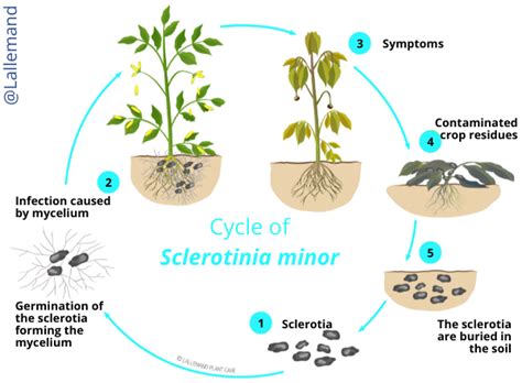 Pathogen Profile Sclerotinia Minor Healthy Hydroponics