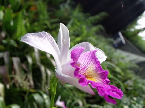 Cattleya Orchid Flowers Free Photo On Pixabay