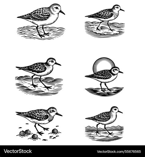 Cute Sanderling Bird Royalty Free Vector Image