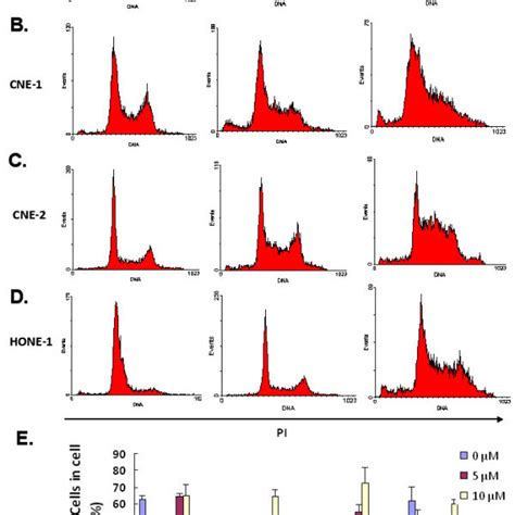 The Effect C Myc Sirna Transfection On C Myc Downstream Molecules And