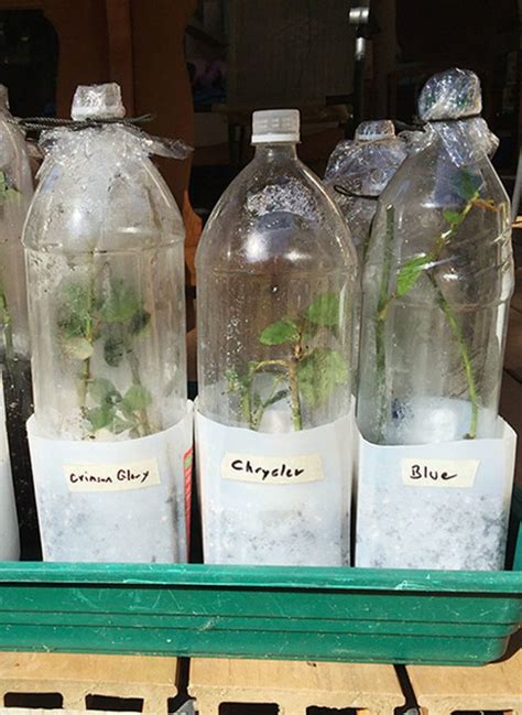 Grow Roses From Cuttings 2 Best Ways To Propagate Rose Cuttings