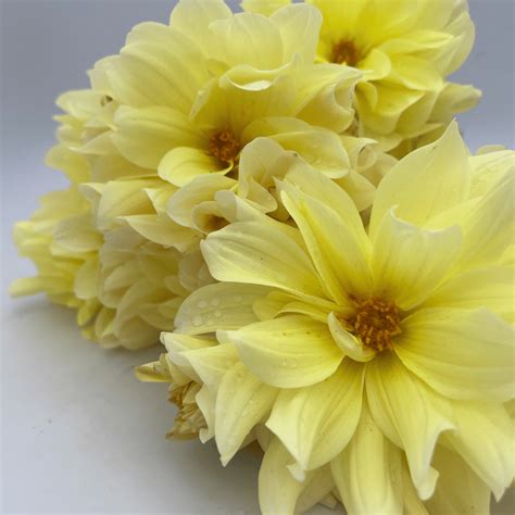 Lemonade Dahlia Tuber Hudson Valley Seed Company