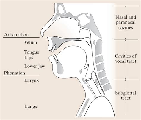 1 Human Speech Production System Honda 2007 Download Scientific Diagram