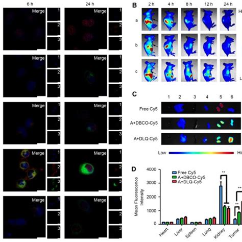 A Time Dependent Cellular Uptake After 6 H And 24 H Incubation With