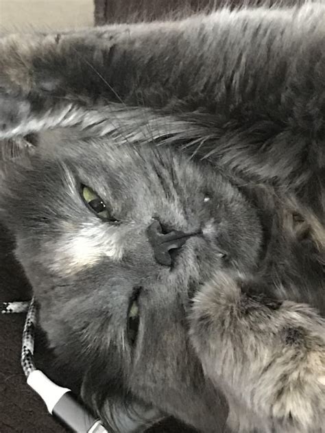 Worlds Cutest Overbite R Fangies