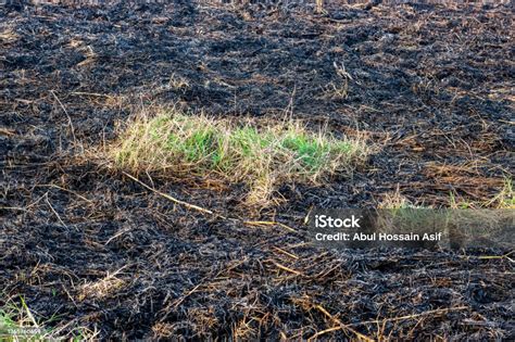 Jerami Dan Rumput Yang Terbakar Di Lahan Pertanian Yang Digunakan Untuk
