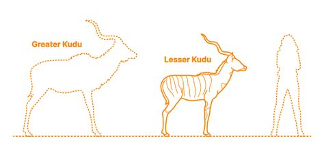 Lesser Kudu