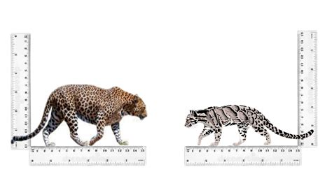 Arabian Leopard V Sunda Clouded Leopard Page 4 Carnivora