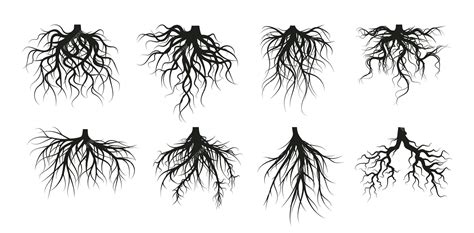 Premium Vector Tree Root System Underground Growing Plants Stems