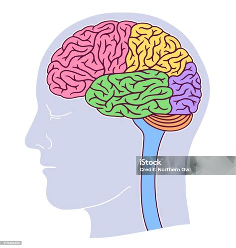 Ilustración de Human Brain With Colored Lobes In Head Outline y más ...