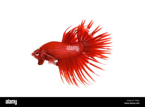 Crowntail Betta Fish Male