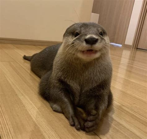 Adorable Otter Staring At The Camera