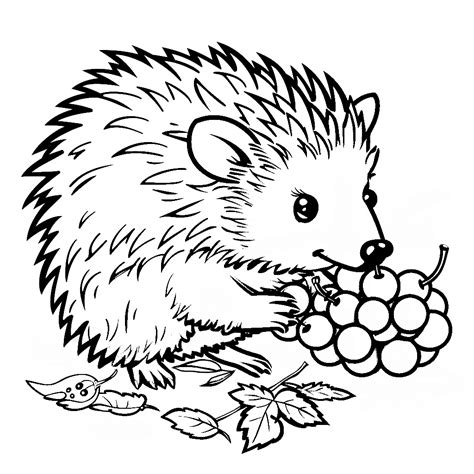 Igel Kostenlos Ausdrucken Ausmalbild Kostenlos Herunterladen