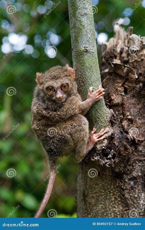 Tarsius Sits On A Tree In The Jungle Close Up Indonesia Sulawesi Island Stock Image Image