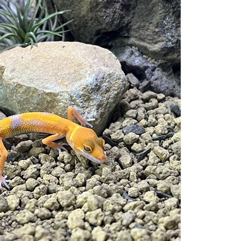 豹紋守宮 日焰02 淘守宮兩棲爬蟲專賣店 爬蟲店台北爬蟲店永和爬蟲店爬蟲專賣台北爬蟲專賣