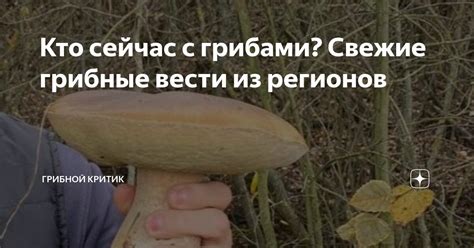 Кто сейчас с грибами? Свежие грибные вести из регионов | грибной критик ...