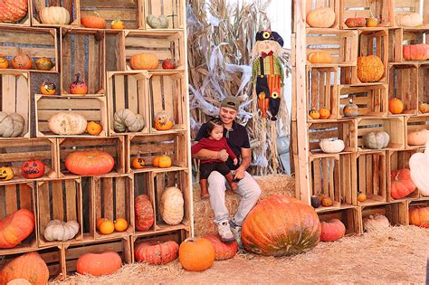 Best Pumpkin Patches Near Me In Illinois