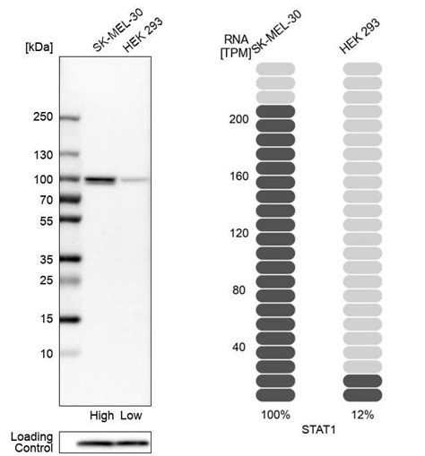 Rabbit Polyclonal Anti Stat1 Antibody Buy For Research Highly