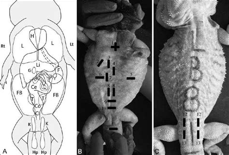 A Closer Look At Bearded Dragon Hemipenes Vital Frog