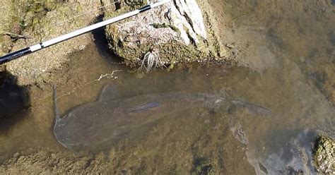 Who Knew Catfish Would Eat Spinnerbaits Imgur