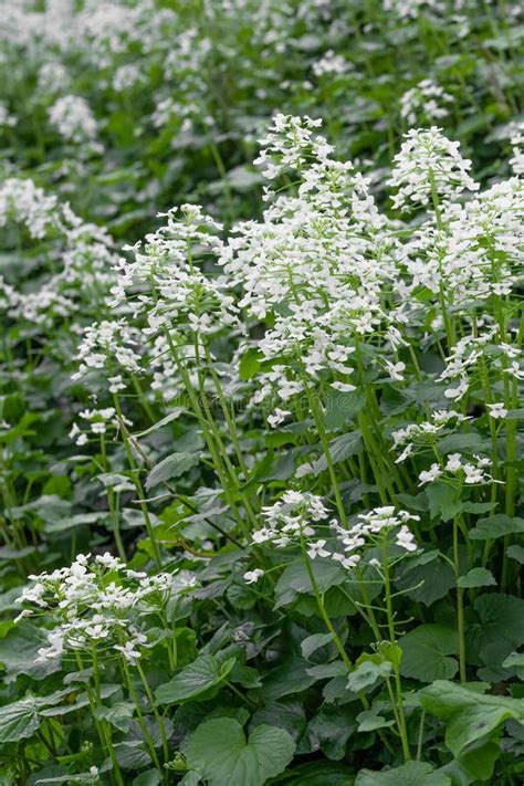 Caucasian Penny Cress Pachyphragma Macrophyllum Flowering Plants Stock