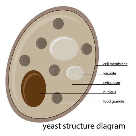 Vector Yeast Structure Stock Vector Illustration Of Mold 50193003
