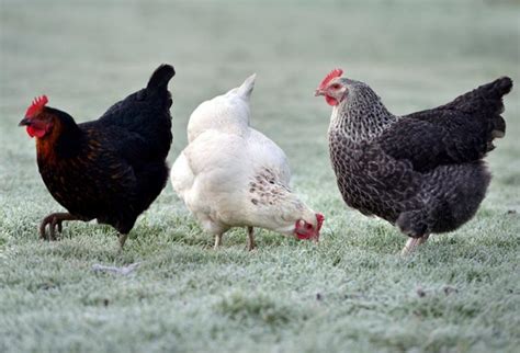 Astuces Comment Nourrir Ses Poules En Hiver