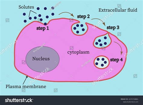 37 Cellular Uptake Royalty Free Photos And Stock Images Shutterstock