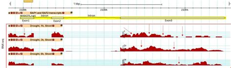 Why There Are Peaks And Gaps On EXON Regions On RNA Seq Data ResearchGate
