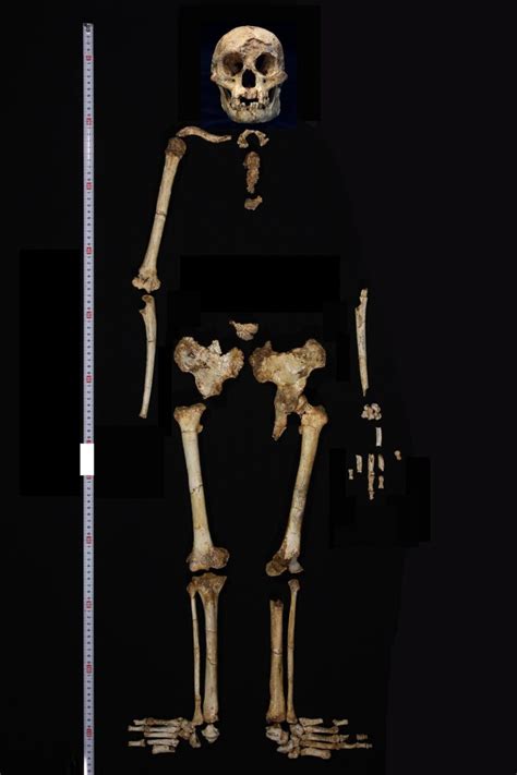 On The Origins Of Homo Floresiensis New Fossils And New Implications