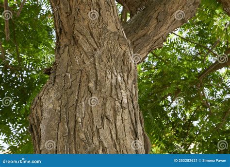 Tipuana Tipu Tree Close Up Stock Image Image Of Foliage 253282621
