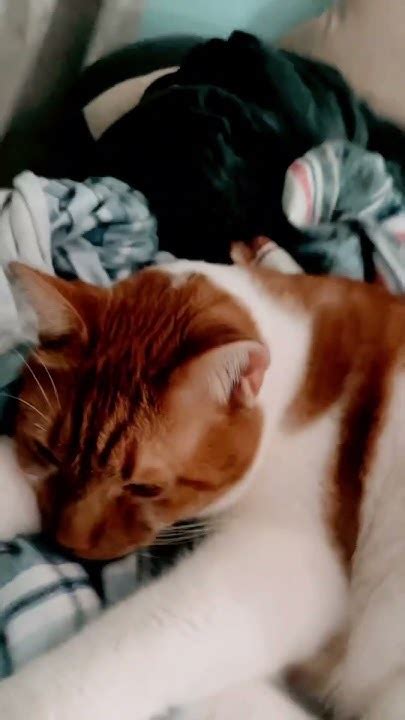 Chipi Cat Youtube
