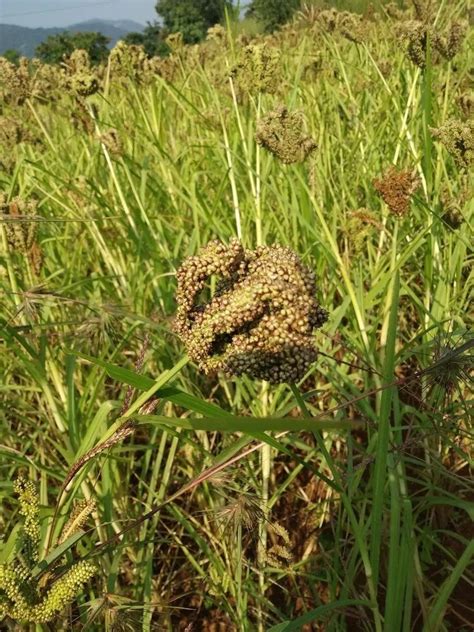 Brown Dry Nachni High In Protein At ₹ 55kg In Satara Id 22870290173