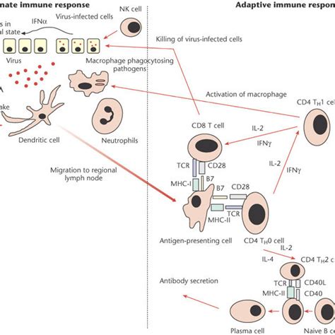 Innate And Adaptive Immune Responses Macrophages Neutrophils And