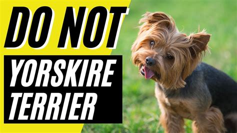 Do Yorkshire Terriers Make Good Pets