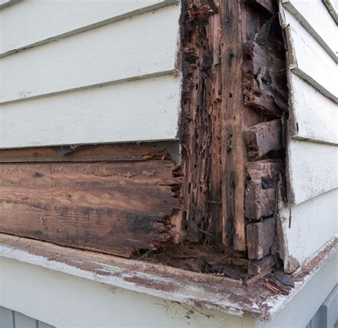 Termite Swarm Season Is Comingare You Ready Rose Pest Solutions