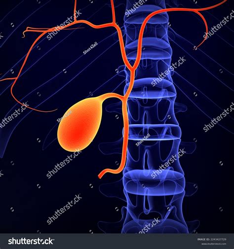 Human Gallbladder Anatomy Medical Illustration3d Stock Illustration