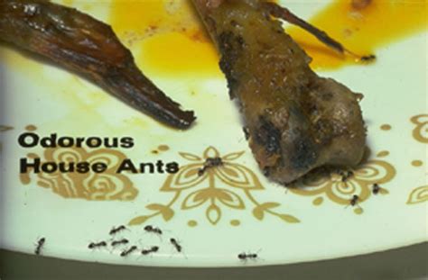 Odorous House Ant