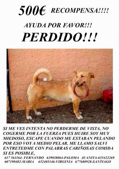 NOBLE GALGO Cada cazador de la región abatió una media de 33 animales