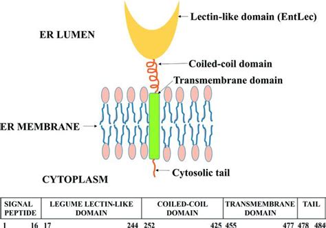 IUCr Crystal Structure Of The Legume Lectin Like Domain Of An ERGIC Like Protein From